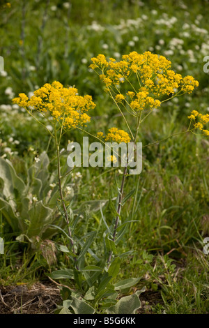Woad (Isatis tinctoria) in bloom, a member of the Brassicaceae family ...