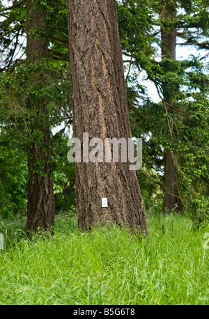 Electrical outlet on tree in forest Stock Photo: 20986975 - Alamy