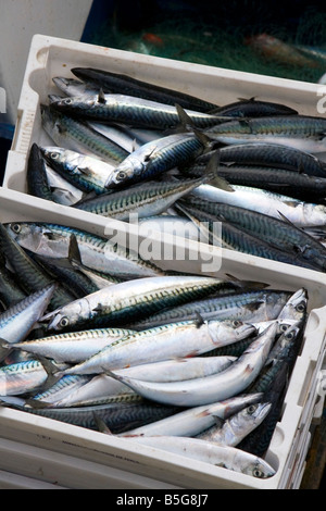 Fish caught by commercial fisherman in the harbor at Llanes Asturias ...