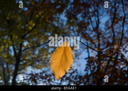 American Beech tree in fall season Stock Photo - Alamy