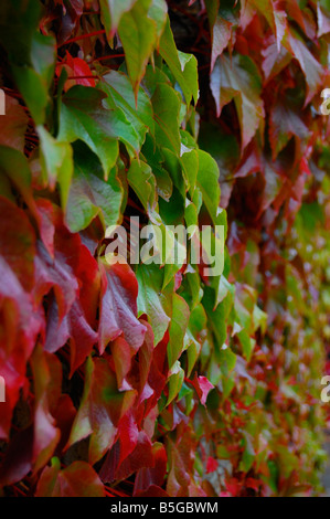 Autumn coloured leaves of an ivy climbing plant on the wall of a public ...