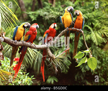 group of exotic colorful parrots Stock Photo - Alamy