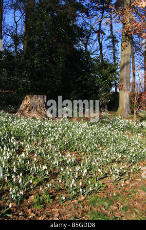 A drift of Spring snowdrops beneath woodland trees Stock Photo - Alamy