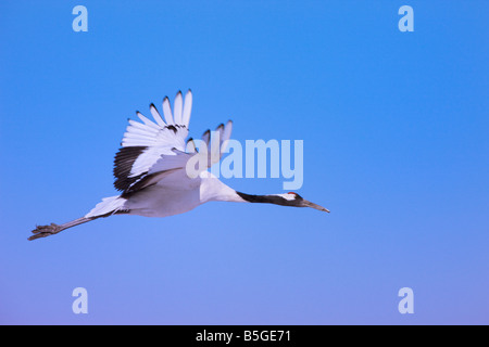 Red crowned crane flying north China Stock Photo - Alamy