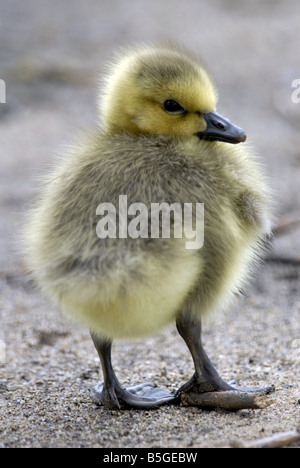Cute gosling photo ideal for anything Easter related Stock Photo - Alamy