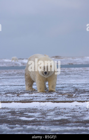 Polar bear - brown bear hybrid / polar bear-grizzly bear hybrid also ...