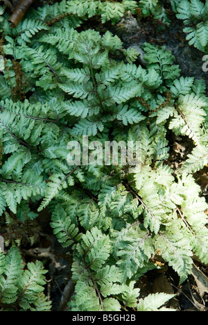 japanese fern Athyrium nipponicum Metallicum Stock Photo - Alamy