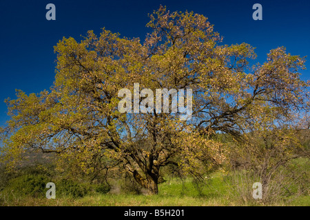 Aleppo Oak or Cyprus Oak Tree Leaves, Quercus boissieri syn Quercus ...