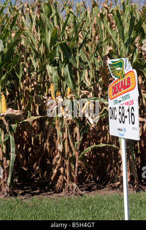 Corn demonstration plot Stock Photo - Alamy