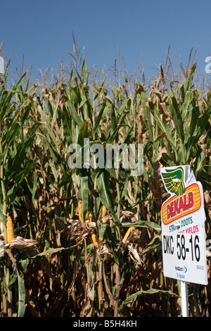Variety demonstration plot midwest corn belt of America Stock Photo - Alamy