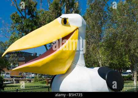 The Big Pelican Noosa River Noosaville Qld Australia Stock Photo - Alamy