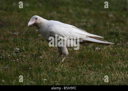 Common Raven Corvus corax (white feathers) close up of head & upper ...