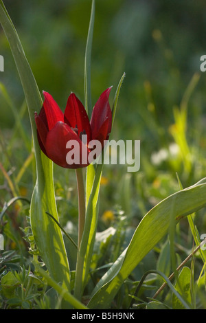 Cypriot tulip flower (Tulipa cypria). This plant is endemic to Cyprus ...
