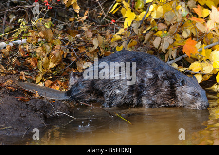 Wet Canadian Beaver sliping into a stream with Fall color birch leaves ...