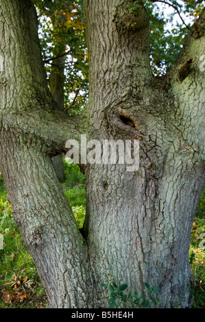 English oak quercus rober trunks Stock Photo - Alamy