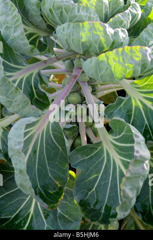 FIELD GROWN BRUSSELS SPROUTS HALBERTON DEVON NOVEMBER Stock Photo - Alamy