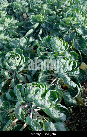 FIELD GROWN BRUSSELS SPROUTS HALBERTON DEVON NOVEMBER Stock Photo - Alamy