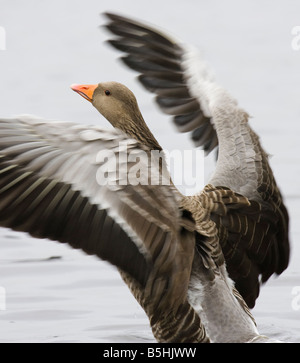 Greylag Goose, Anser anser, in water swimming Stock Photo - Alamy