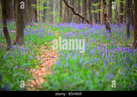 The English countryside in Spring, Nottinghamshire, England, U.K Stock ...