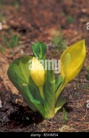 Lysichitum western skunk cabbage (Lysichiton americanus), Stinky Willie ...