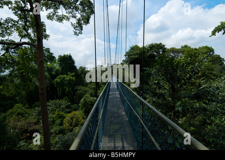 Treetop walk suspension bridge, Macritchie Catchment Reserve, Singapore ...