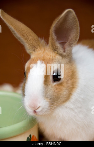 a young alert rabbit Stock Photo - Alamy
