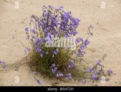 Large clump of bluebell plant growing with dark blue to purple color ...