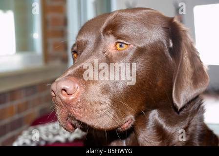 smooth haired chocolate labrador retriever in the park / garden Stock ...