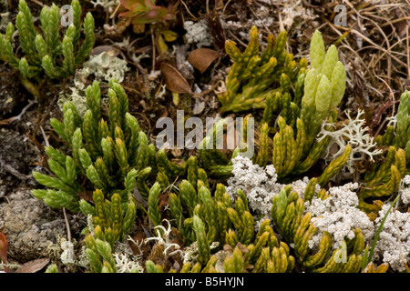 Alpine clubmoss (Diphasiastrum alpinum, Lycopodium alpinum), with ...