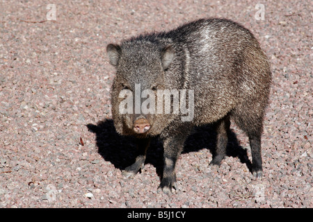 Javelina (Collared Peccary) Arizona Stock Photo - Alamy