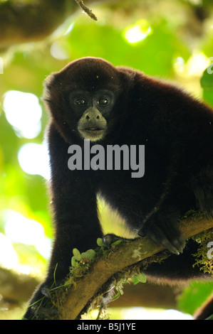 Yellow-tailed Woolly monkey Oreonax flavicauda WILD Stock Photo - Alamy