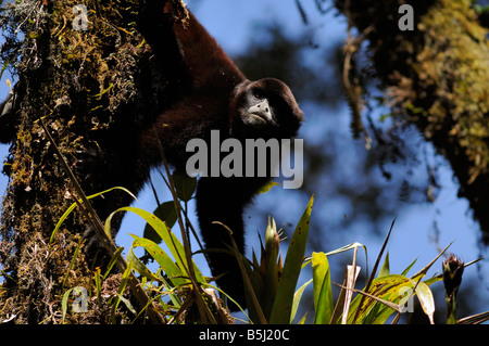 Yellow-tailed Woolly monkey Oreonax flavicauda WILD Alto Mayo Amazonas ...