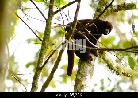 Yellow-tailed Woolly monkey Oreonax flavicauda WILD Alto Mayo Amazonas ...
