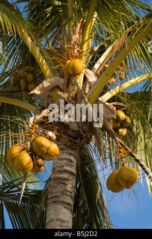 Coconuts, Coconut Tree, Nassau, Bahamas Stock Photo - Alamy