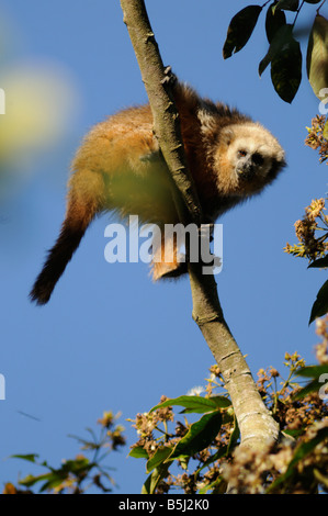 Andean Titi Monkey Callicebus oenanthe WILD Alto Mayo, Peru (recently ...