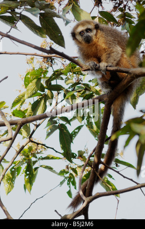 Andean Titi Monkey Callicebus oenanthe WILD Alto Mayo, Peru (recently ...