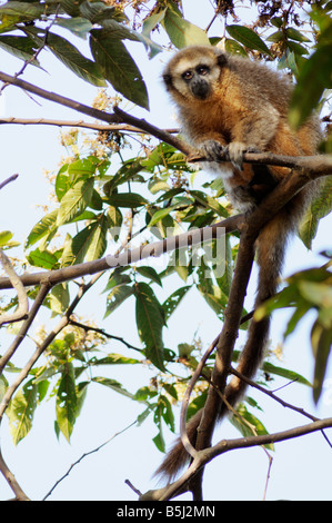 Andean Titi Monkey Callicebus oenanthe WILD Alto Mayo, Peru (recently ...