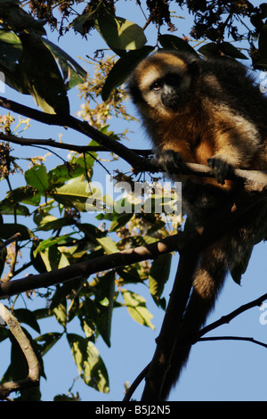 Andean Titi Monkey Callicebus oenanthe WILD Alto Mayo, Peru (recently ...