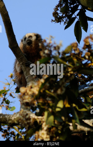 Andean Titi Monkey Callicebus oenanthe WILD Alto Mayo, Peru (recently ...