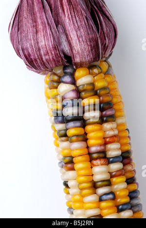 Colorful colourful Indian corn, maize, close-up Stock Photo - Alamy