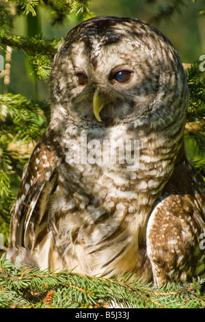 Rescued Barred Owl - flightless due to injury Stock Photo - Alamy