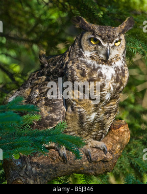 Rescued Great Horned Owl - flightless due to injury Stock Photo - Alamy