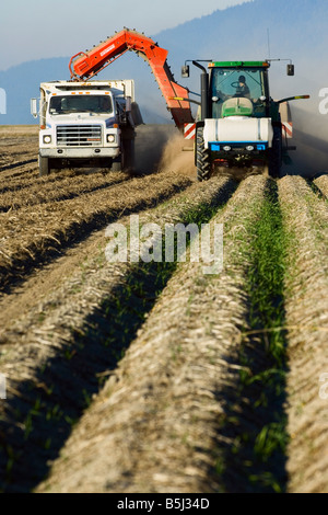 Potato harvest. Tractor loading potatoes on to a lorry, via a conveyor ...