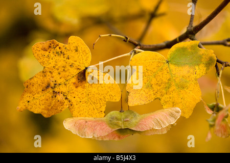 Field maple in fruit with helicopter fruits Acer campestre or Acer ...