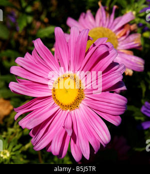 Pot Marigold (Calendula officinalis 'Pink Surprise') in garden Stock ...