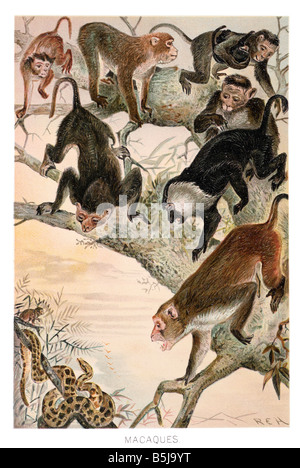 A review of the primates Stock Photo - Alamy