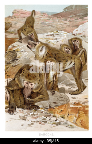 Illustration of a species of Old World monkey, simopithecus. the name ...