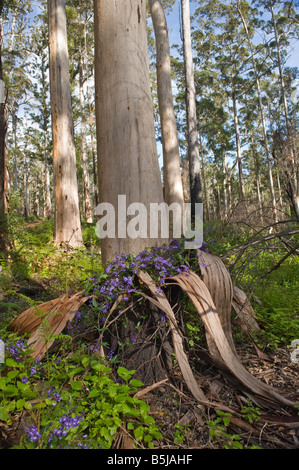 Karri Eucalyptus diversicolor forest of Porongurup National Park Stock ...