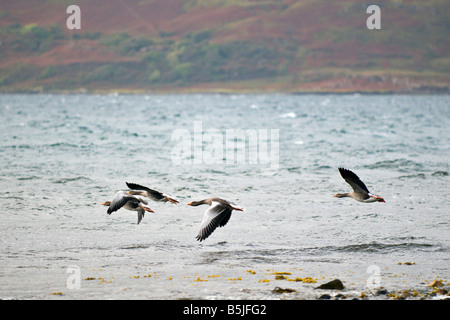 Greylag geese (Anser anser) flying low over a meadow; Bavaria, Germany ...