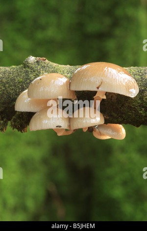 Mushroom Group. (Pluteolus aleuriatus Stock Photo - Alamy